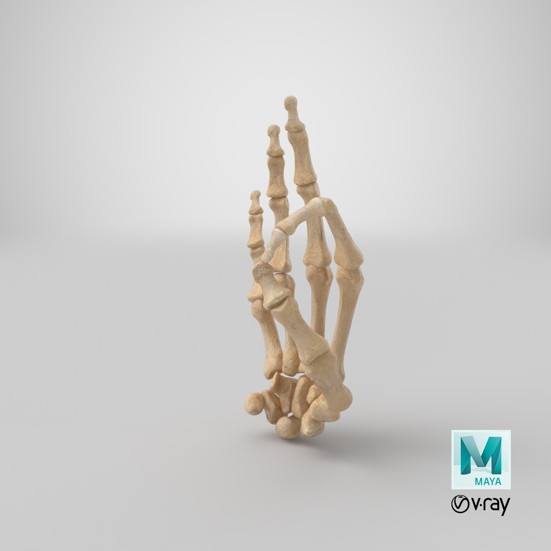 3D human hand bones ok - TurboSquid 1610611