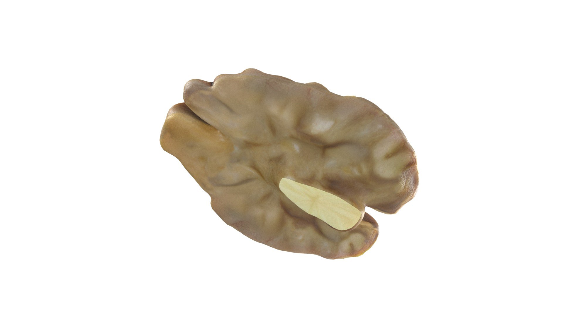 Walnut Kernel V2 Model - TurboSquid 2397361