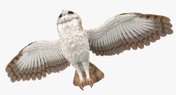 3D barn owl rigged model - TurboSquid 1479073