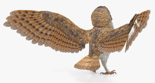 3D barn owl rigged model - TurboSquid 1479073