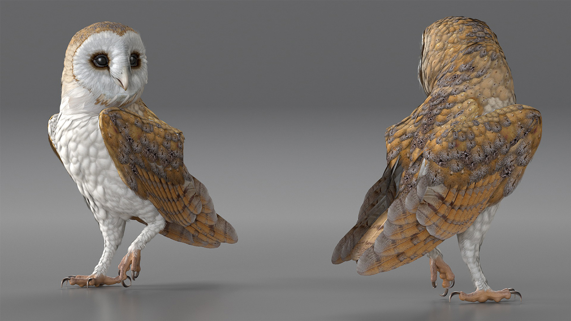 3D barn owl rigged model - TurboSquid 1479073