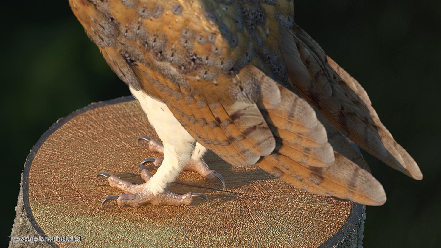 3D barn owl rigged model - TurboSquid 1479073
