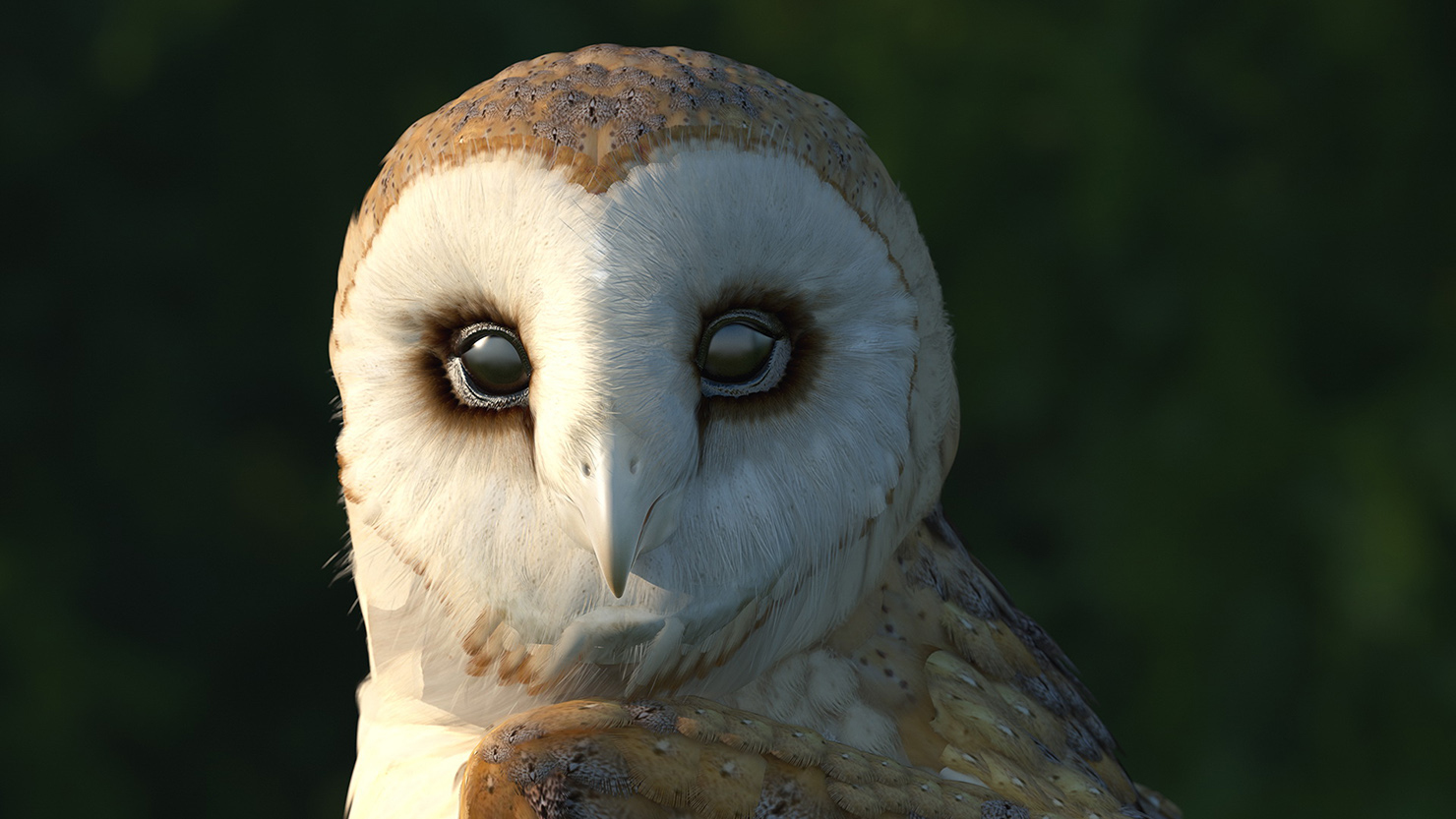 3D barn owl rigged model - TurboSquid 1479073