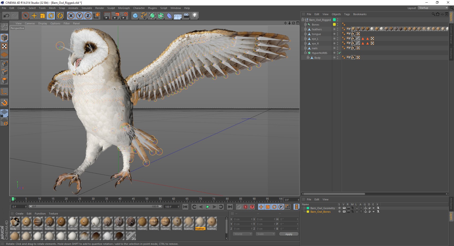 3D Barn Owl Rigged Model - TurboSquid 1479073