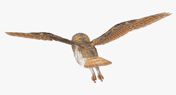 3D barn owl rigged model - TurboSquid 1479073