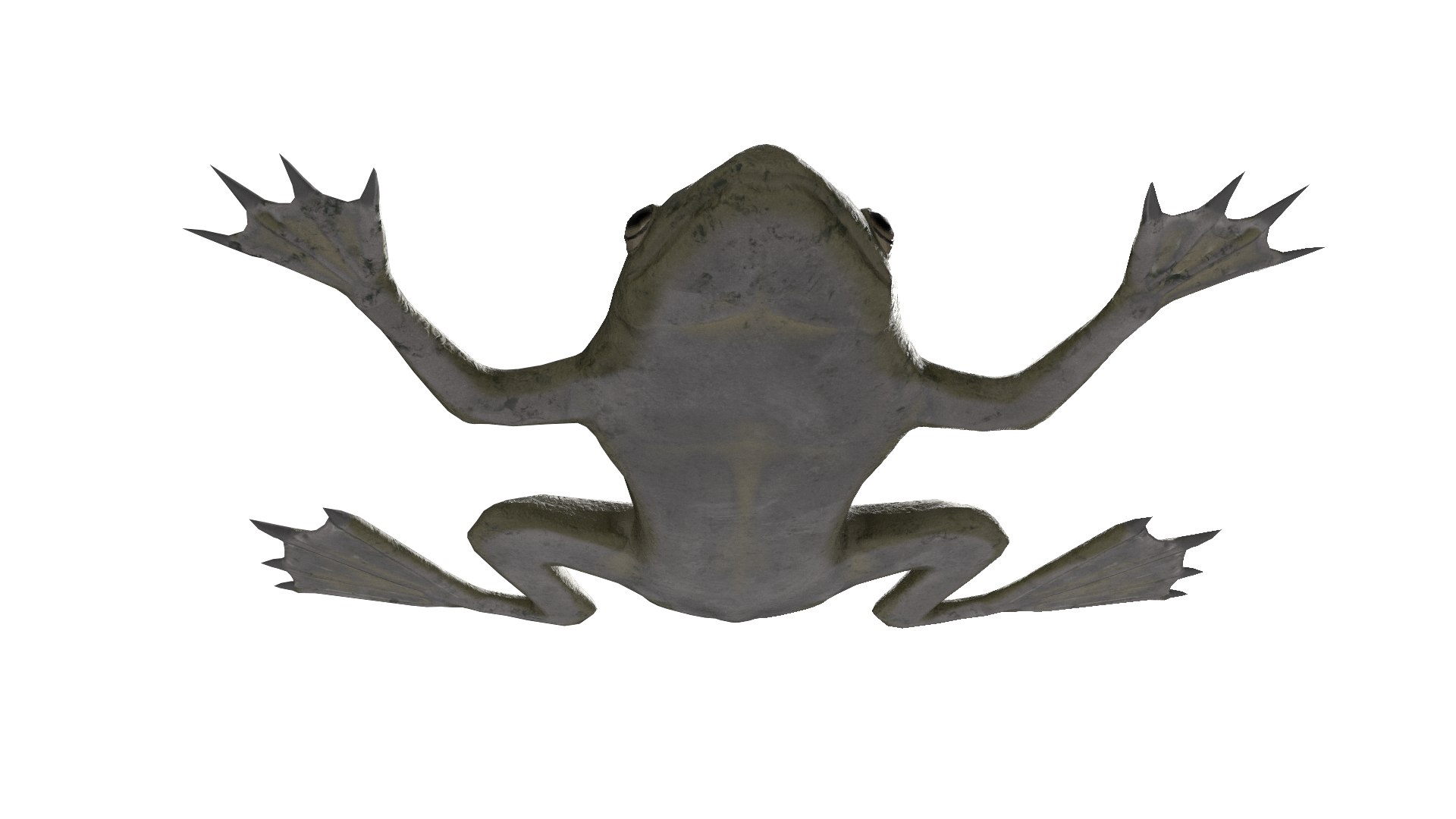 Low Poly African Dwarf Frog 3D - TurboSquid 1980556