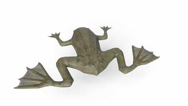 Low Poly African Dwarf Frog 3D - TurboSquid 1980556