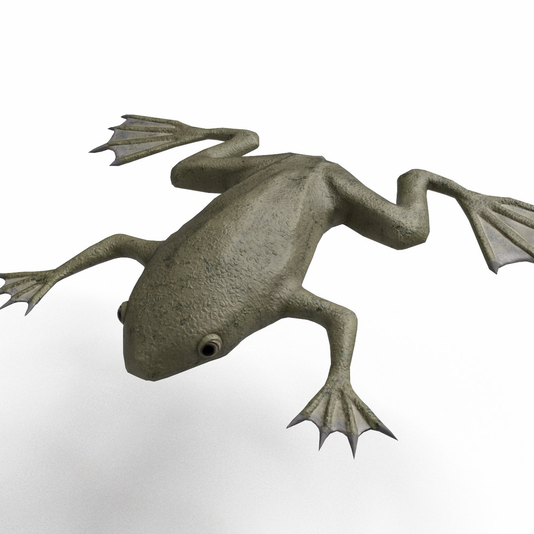 Low Poly African Dwarf Frog 3D - TurboSquid 1980556