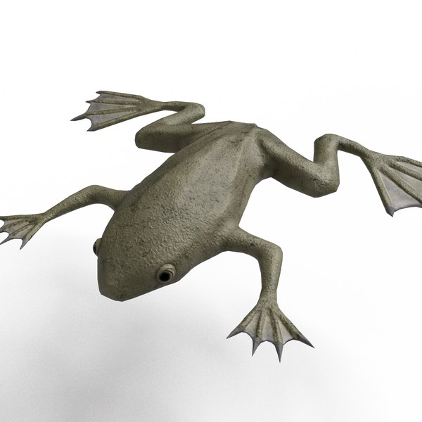 Low Poly African Dwarf Frog 3D - TurboSquid 1980556