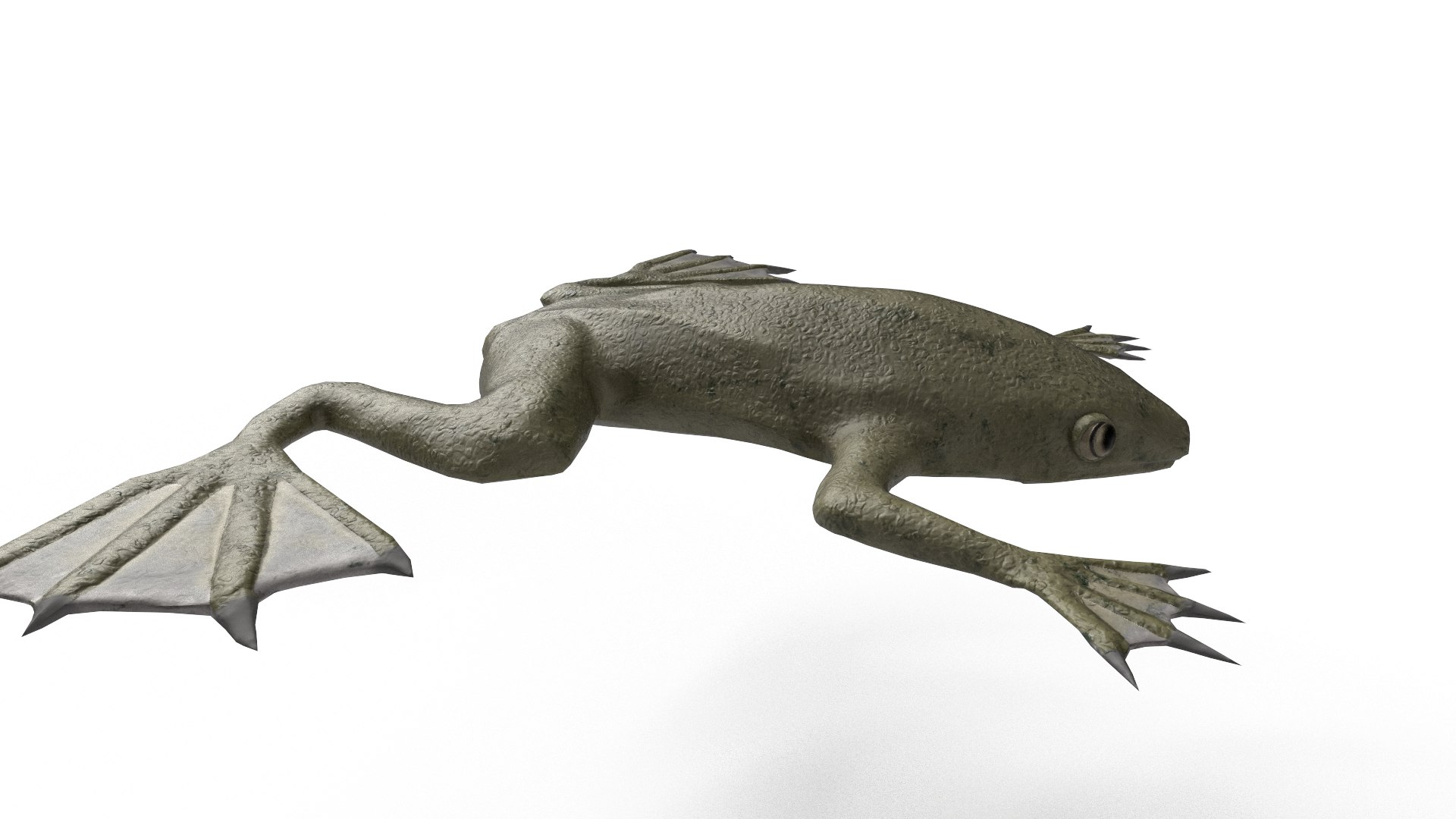 Low Poly African Dwarf Frog 3D - TurboSquid 1980556