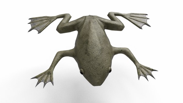 Low Poly African Dwarf Frog 3D - TurboSquid 1980556