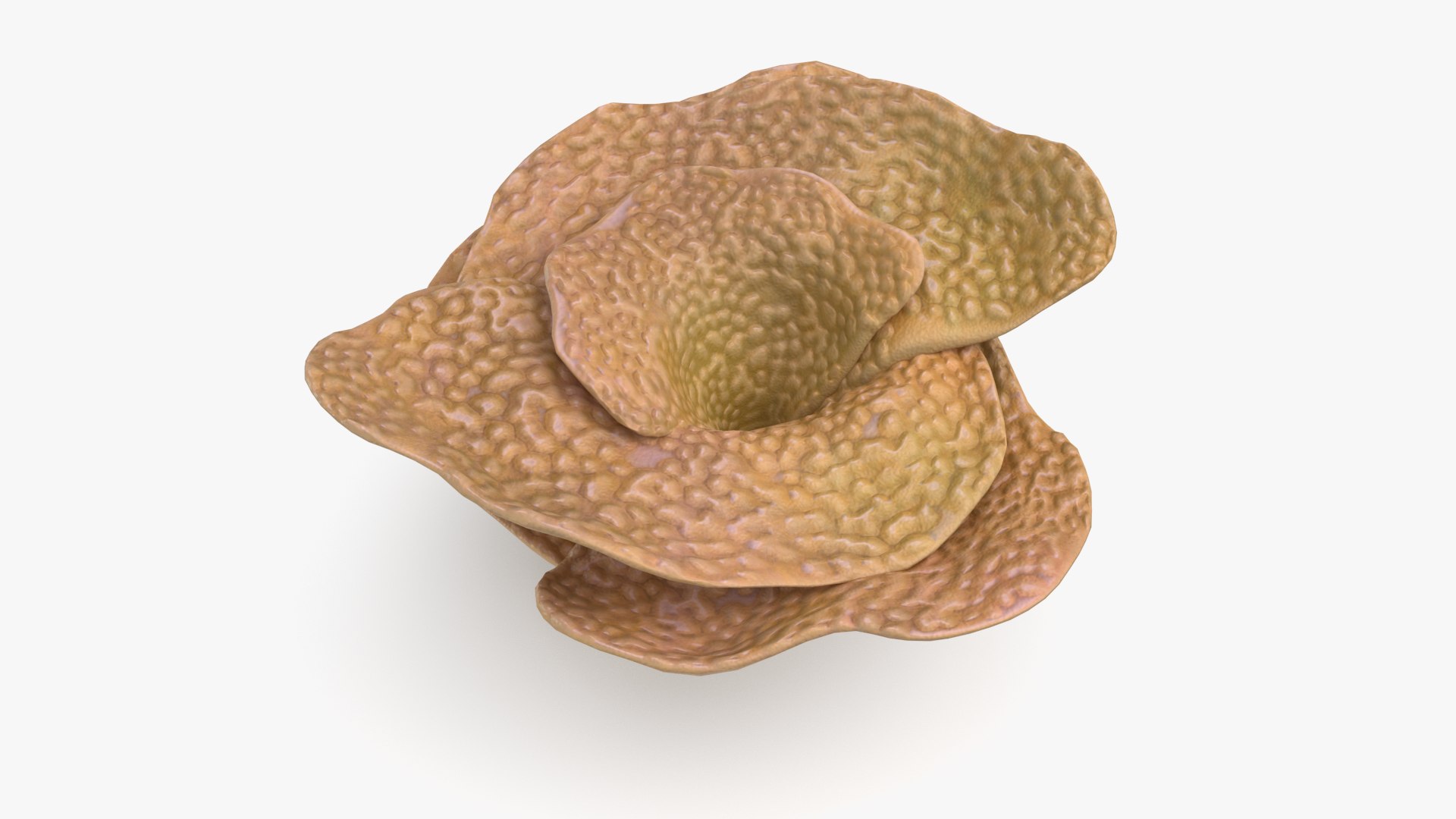 3D Cup Coral Model - TurboSquid 1455474