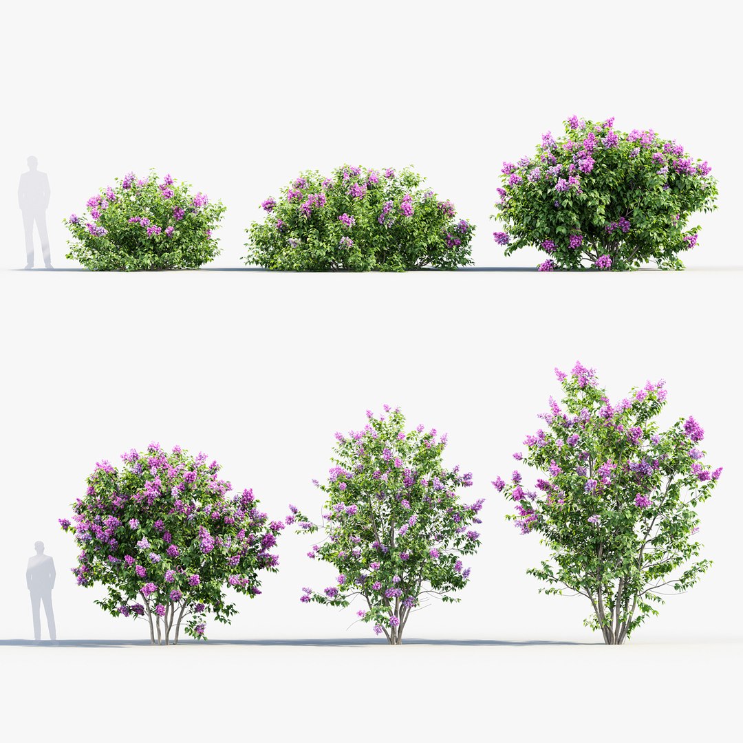Syringa Vulgaris Common Lilac 3D Model - TurboSquid 2056455
