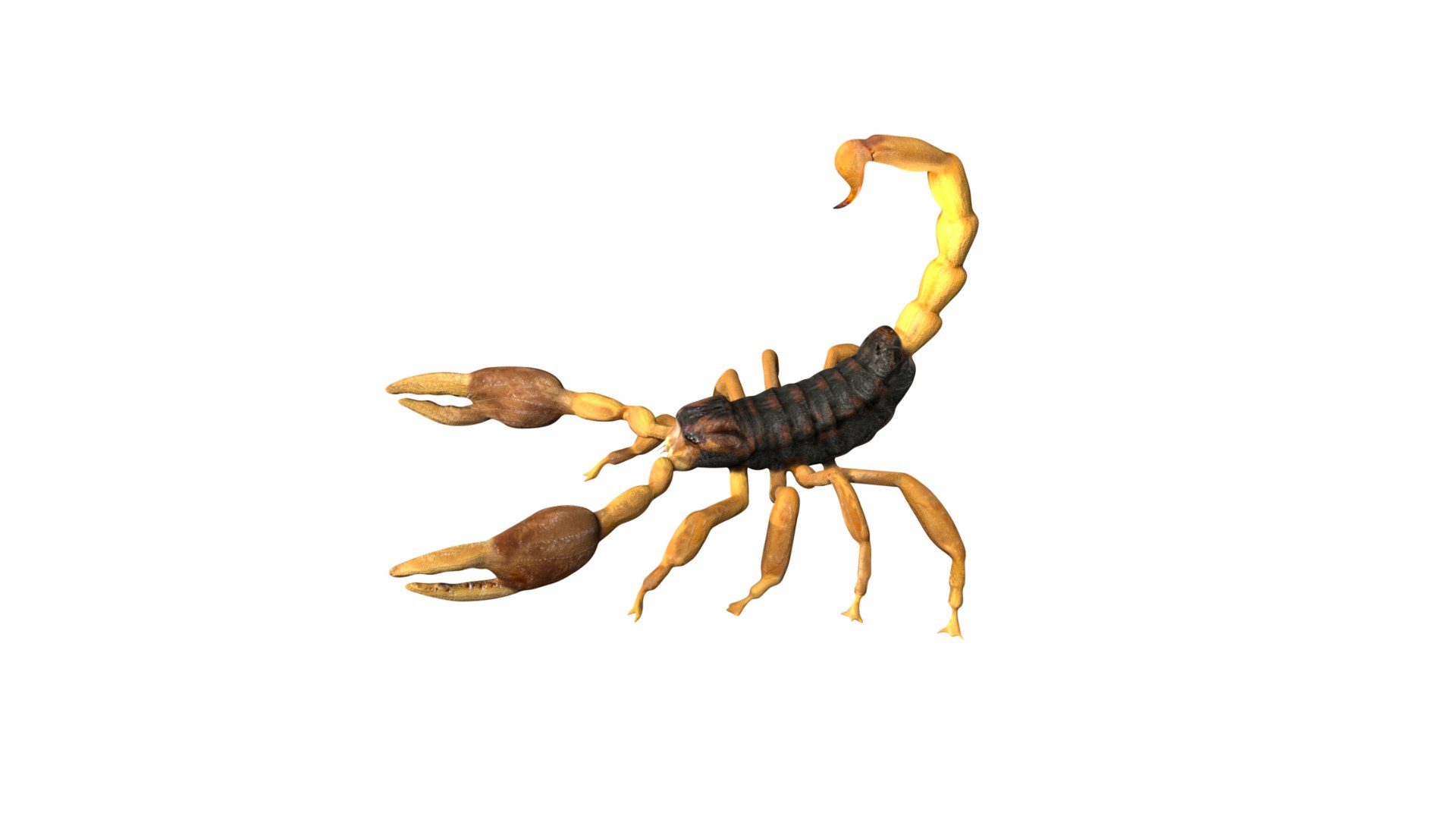 3D model Fully rigged low poly scorpion - TurboSquid 1759265