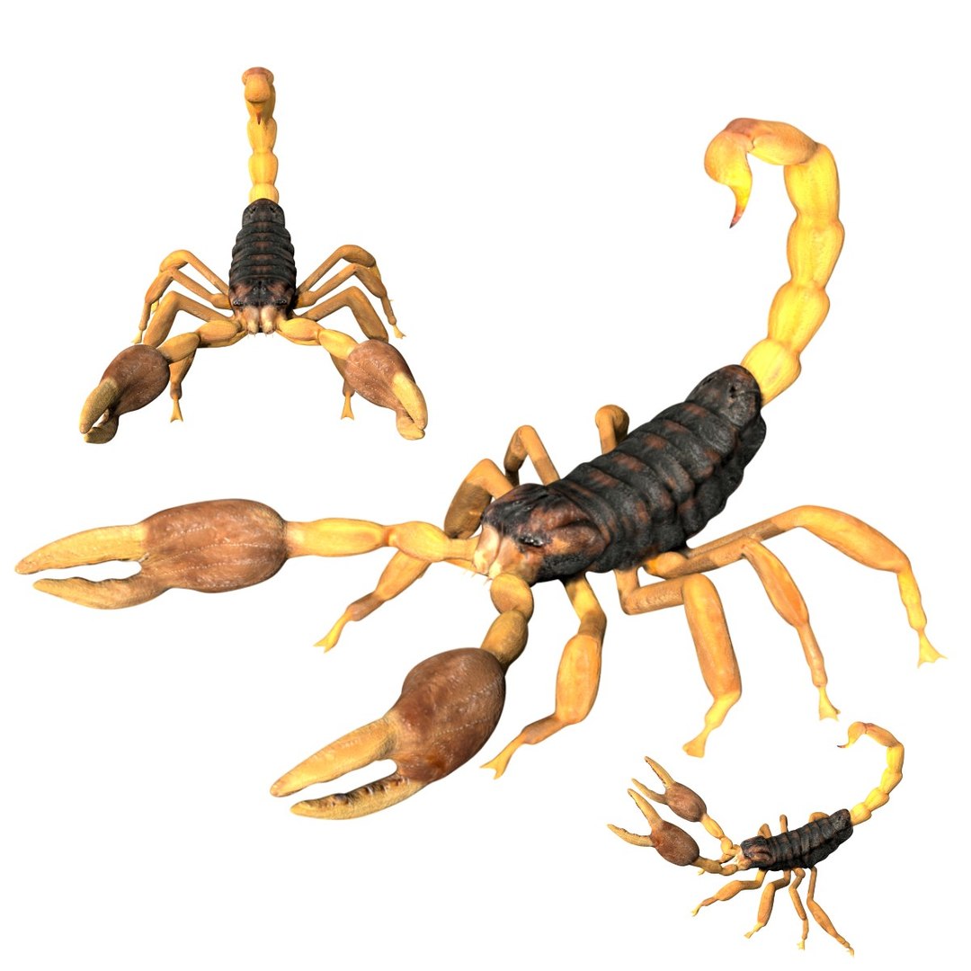3D model Fully rigged low poly scorpion - TurboSquid 1759265