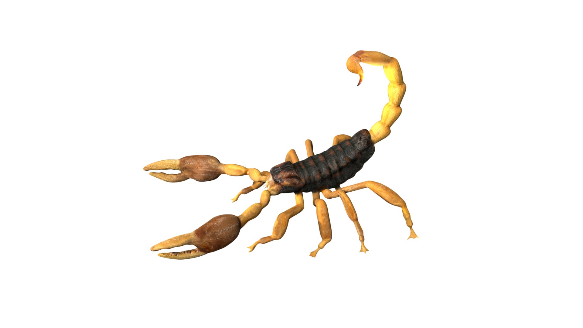 3D model Fully rigged low poly scorpion - TurboSquid 1759265