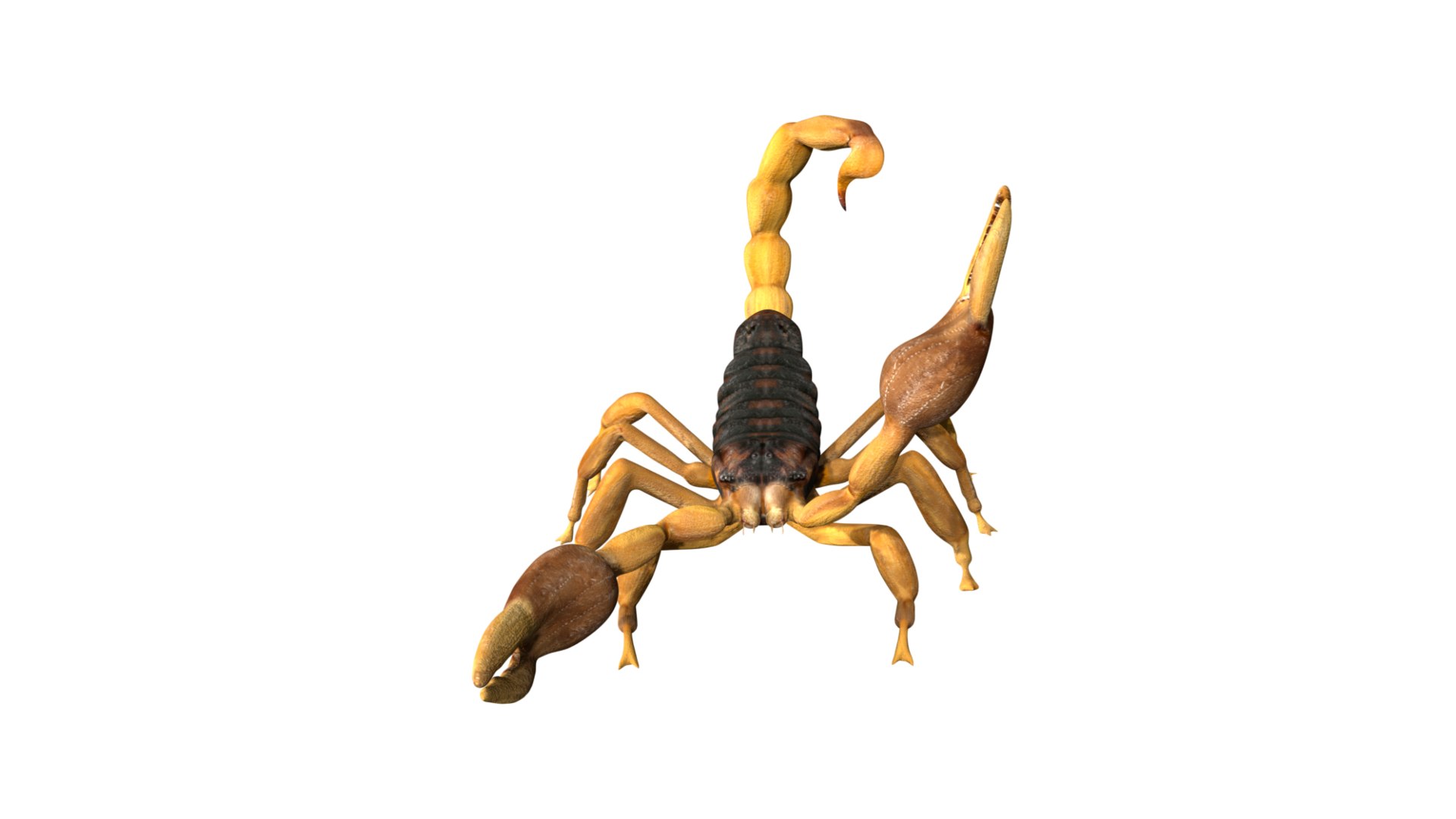 3D model Fully rigged low poly scorpion - TurboSquid 1759265