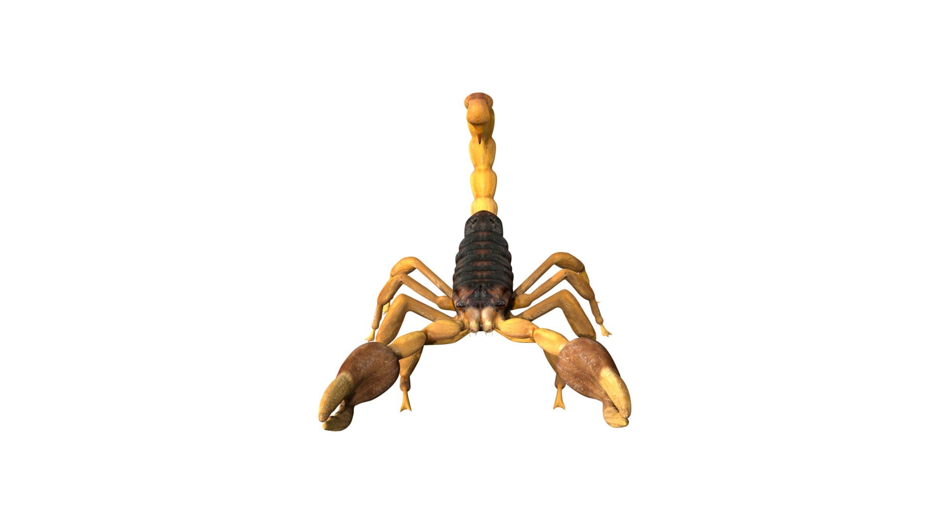3D model Fully rigged low poly scorpion - TurboSquid 1759265