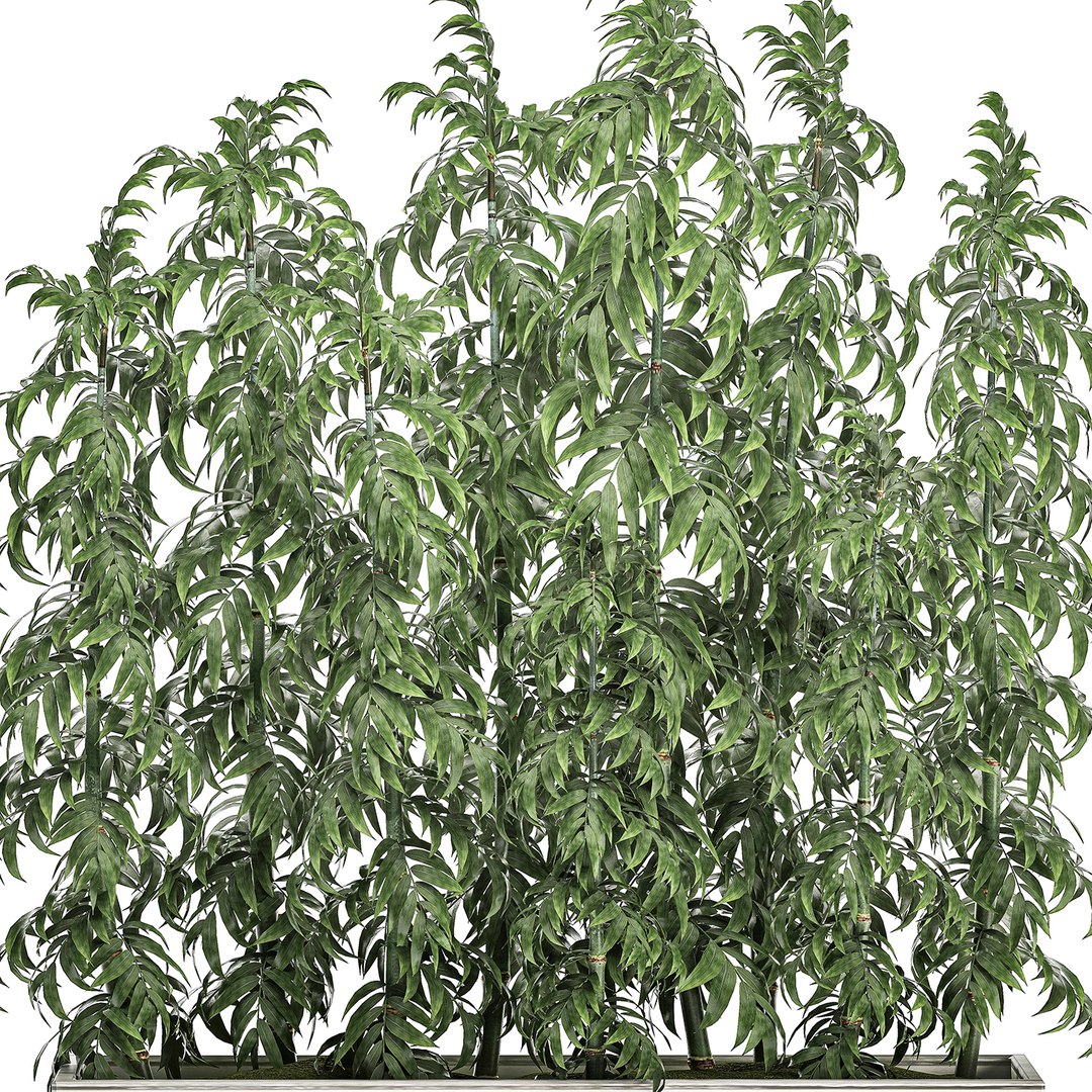 Ornamental bamboo tree white model - TurboSquid 1543956