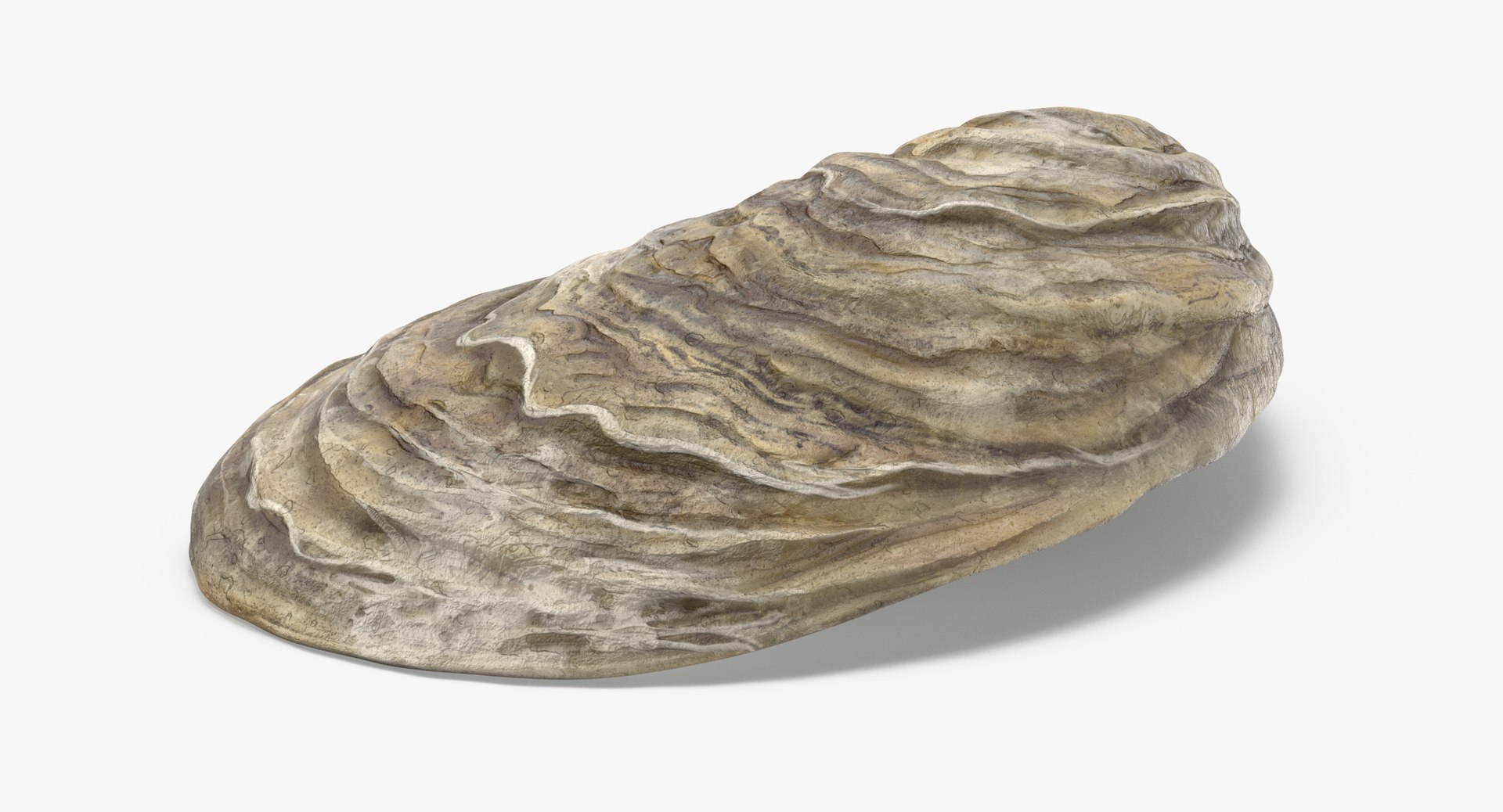 3d Oyster Shell 01