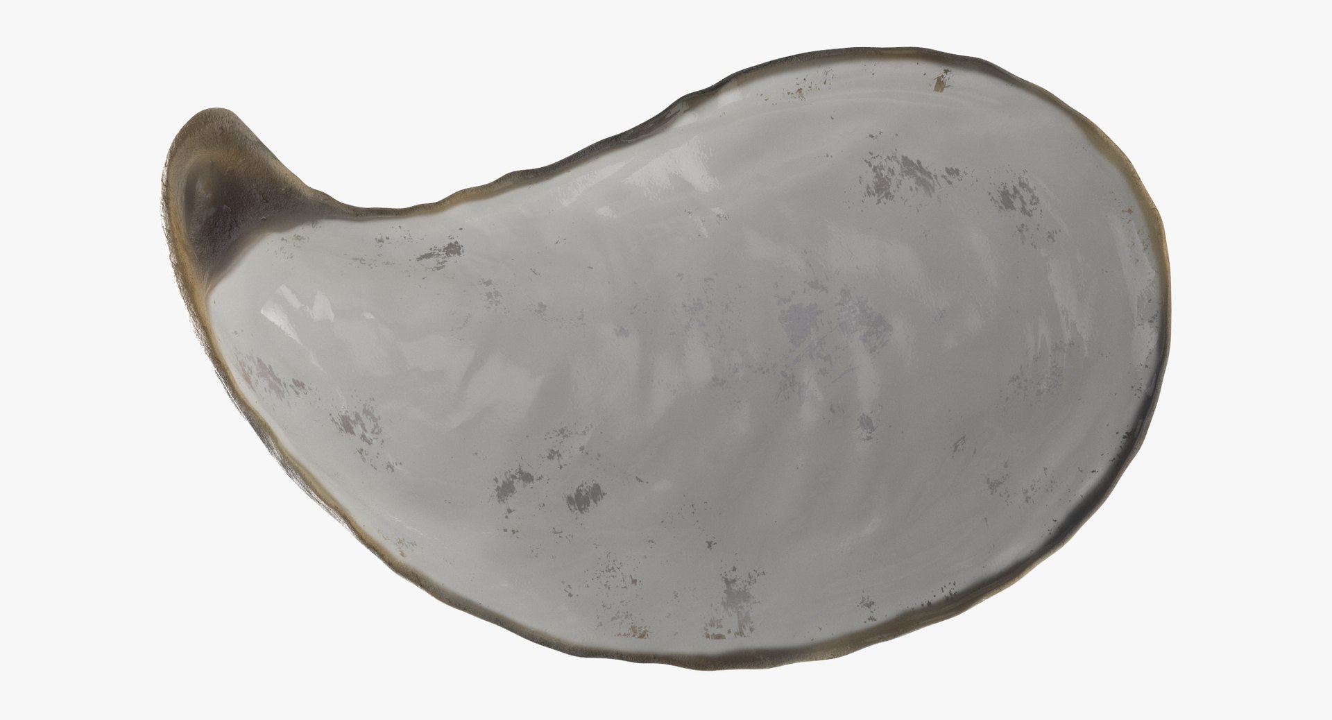 3d Oyster Shell 01
