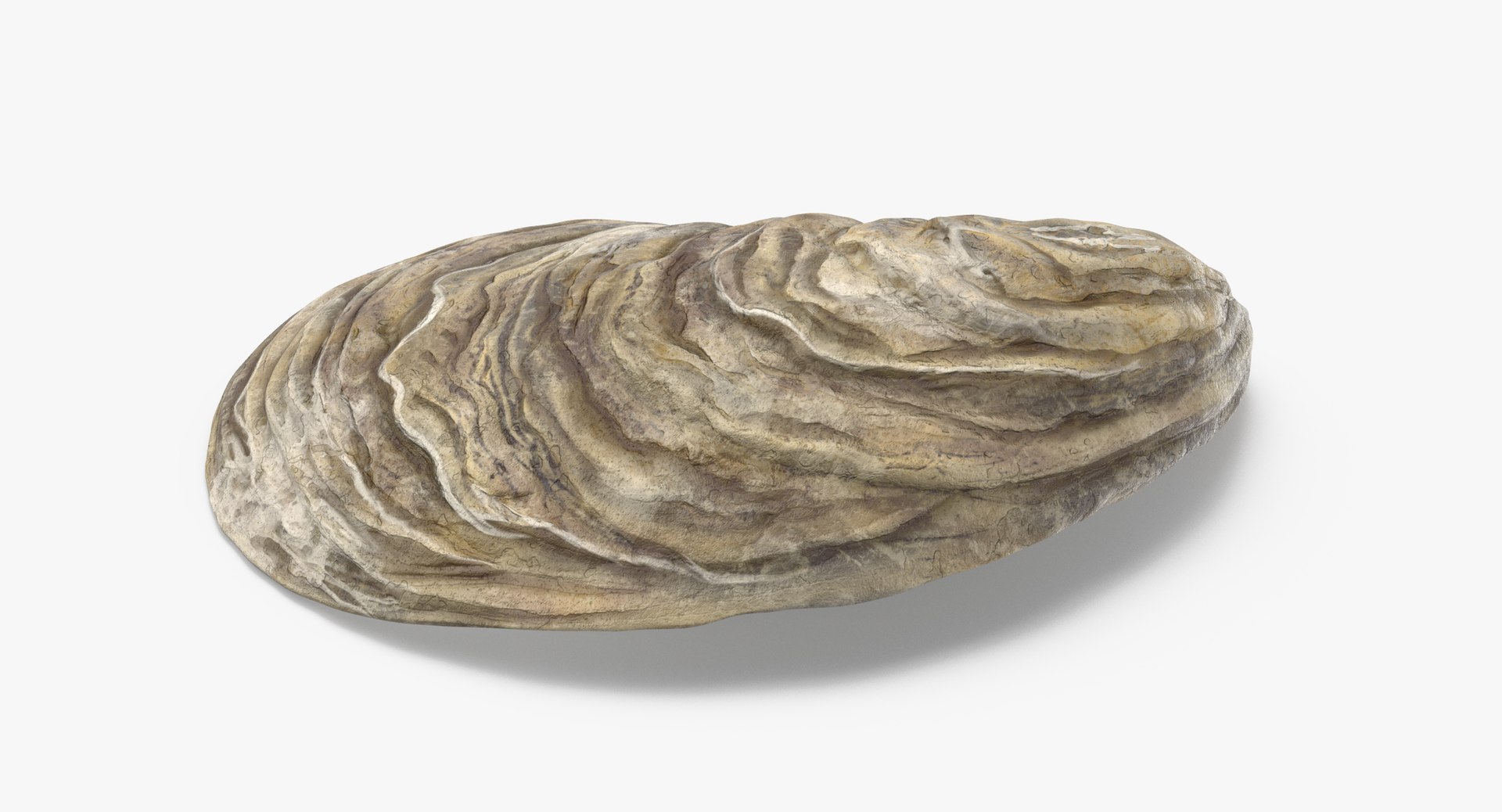 3d Oyster Shell 01