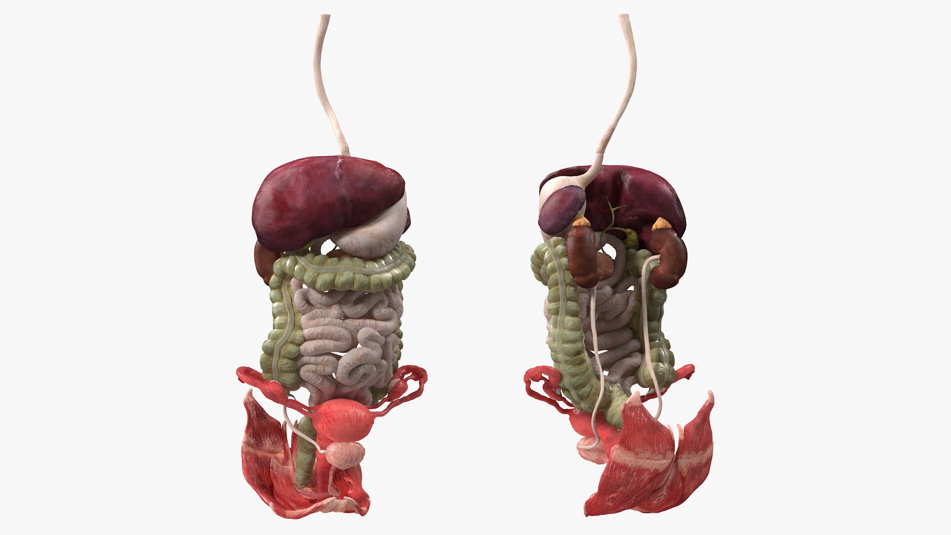 Female Anatomy Digestive System 3D model - TurboSquid 1851563