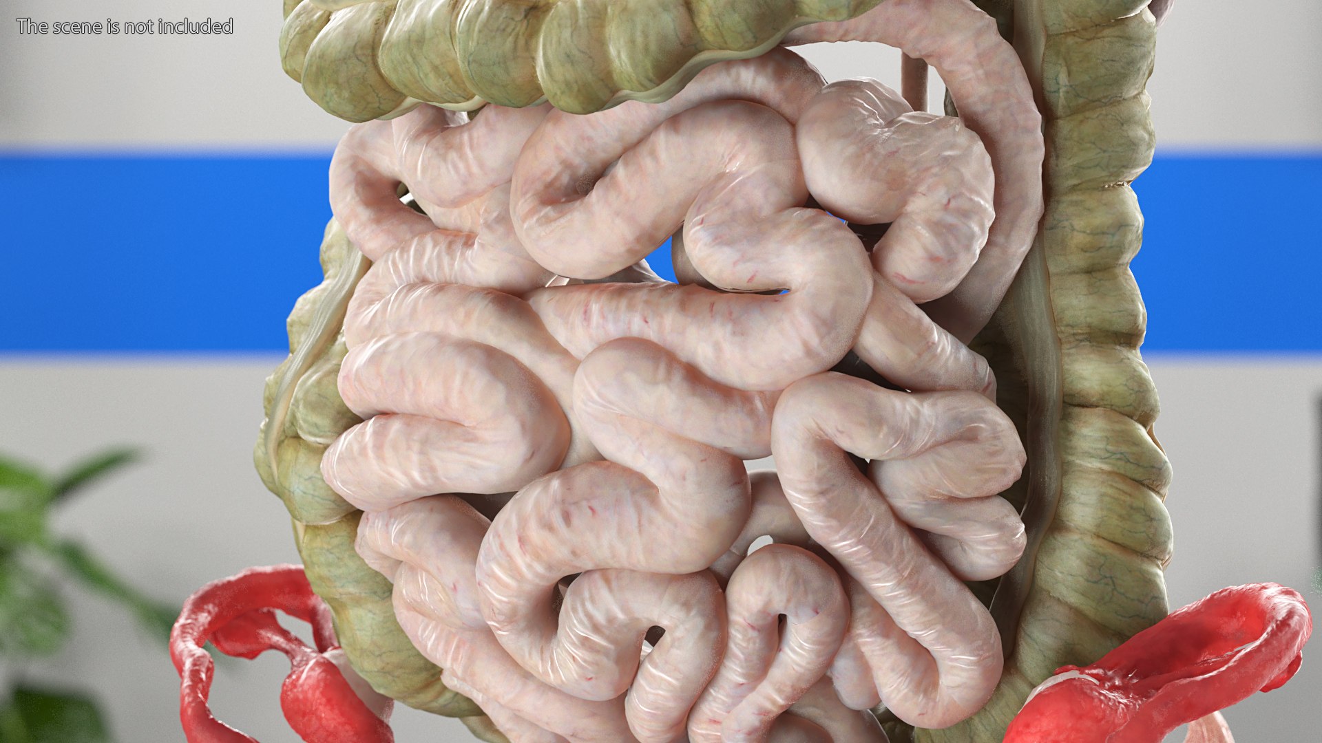 Female Anatomy Digestive System 3D model - TurboSquid 1851563