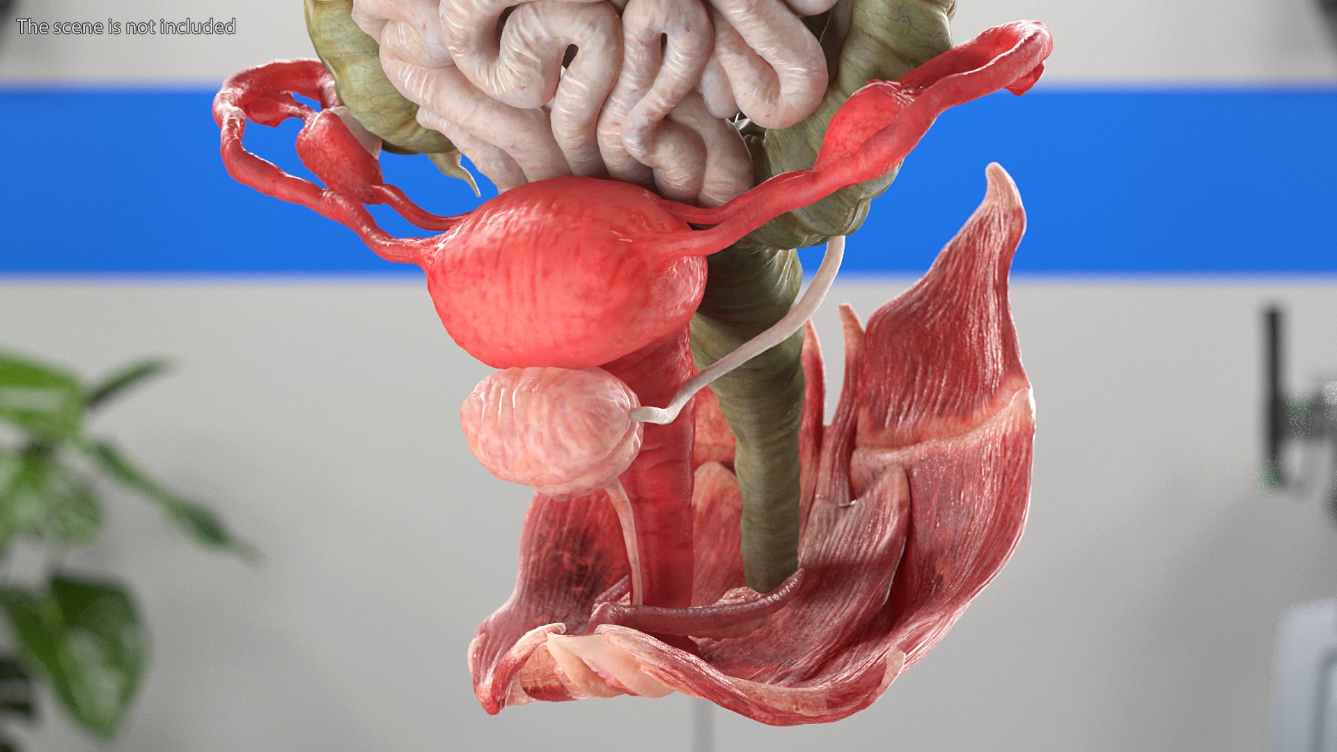 Female Anatomy Digestive System 3D Model - TurboSquid 1851563