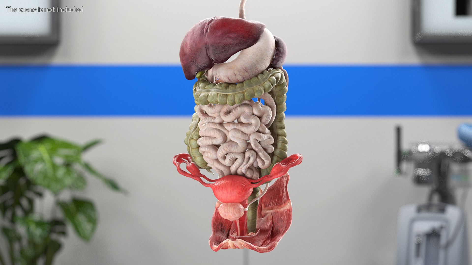 Female Anatomy Digestive System 3D model - TurboSquid 1851563