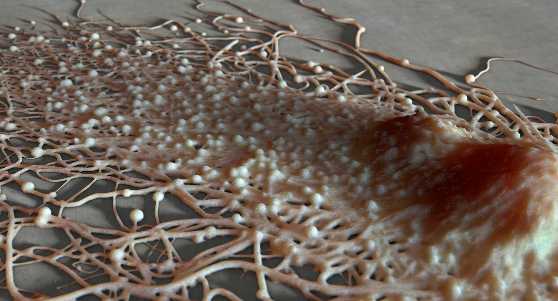 Extremely Fibroblast Obj