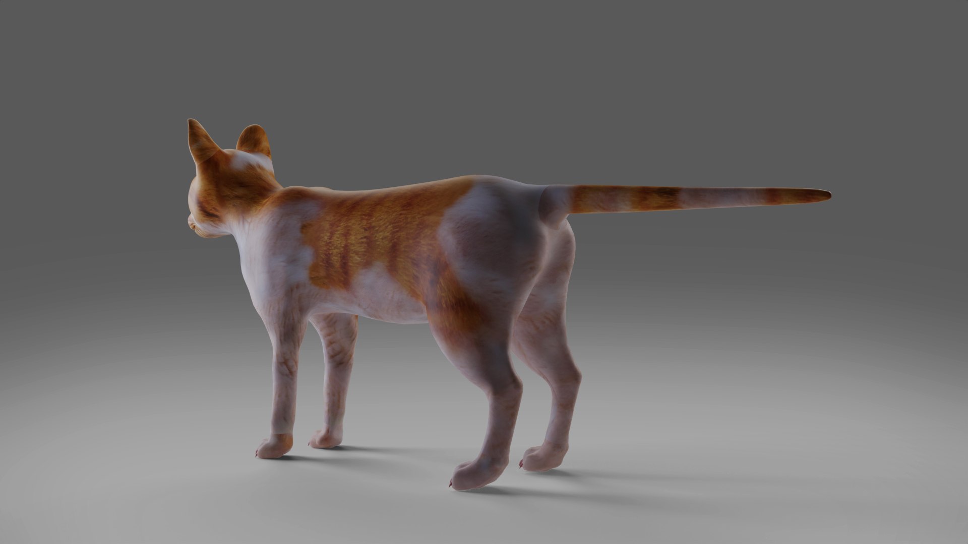 3D Calico Cat Rigged V2 In Blender - TurboSquid 1985015