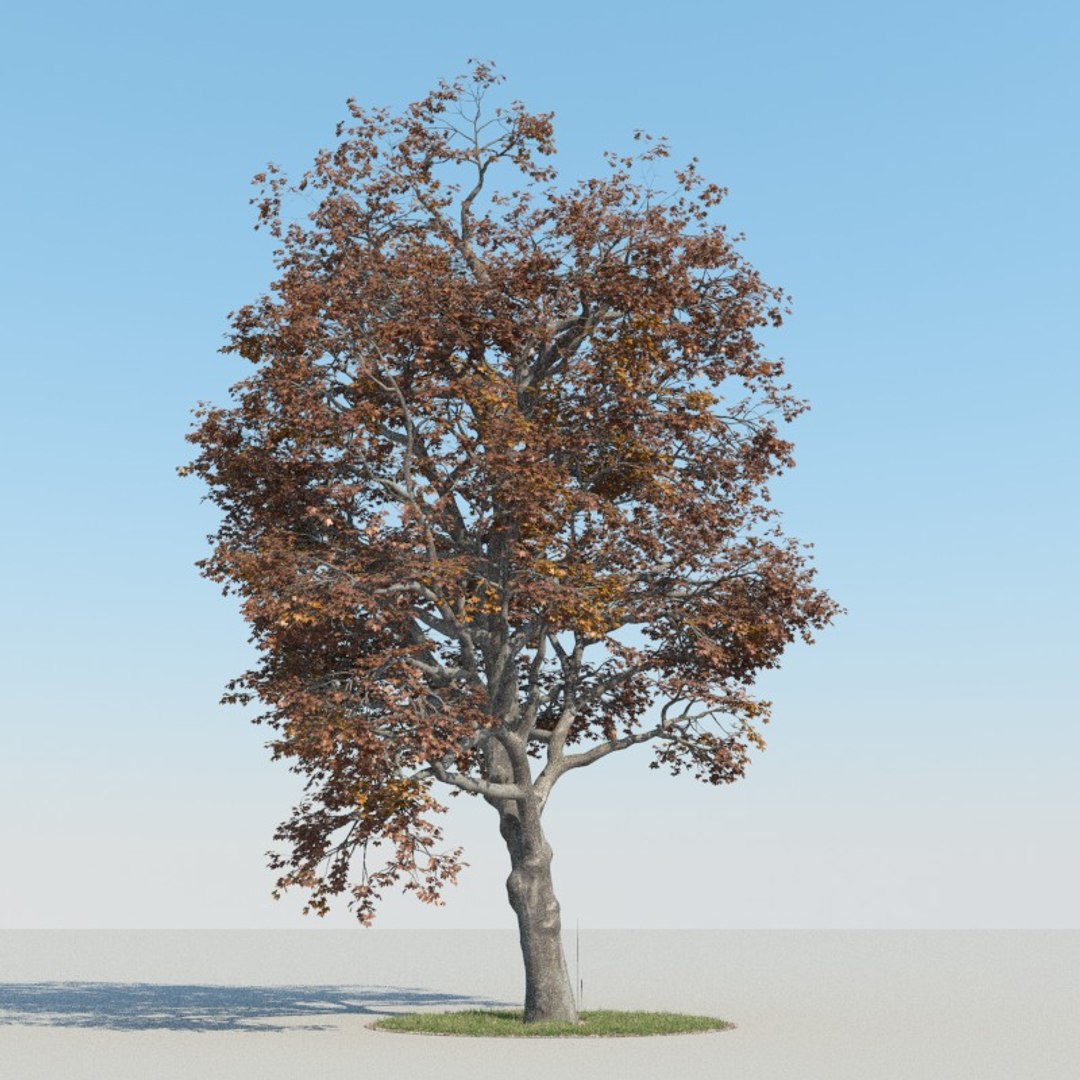 Realistic Maple Tree Autumn Max
