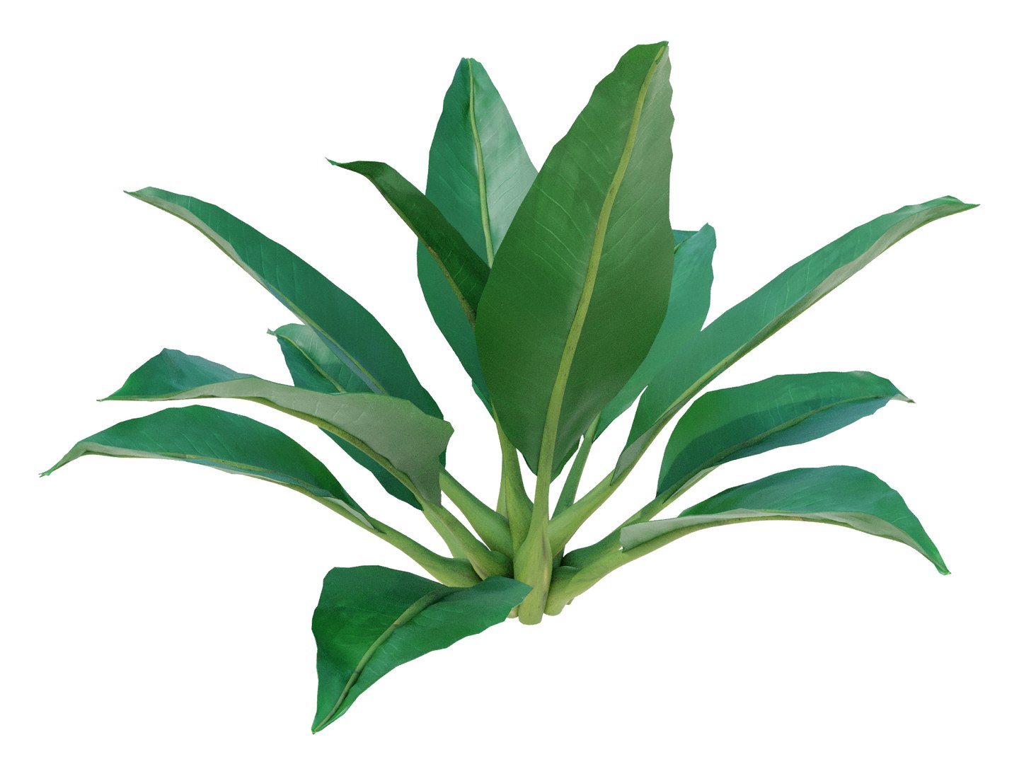 3D Model PACOVA - TurboSquid 1978445