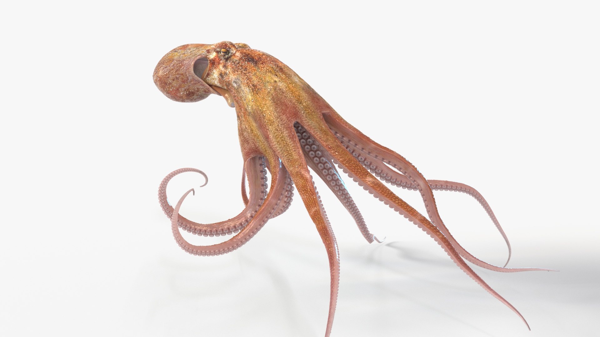 3D Octopus Animated Multicolor - TurboSquid 2221820