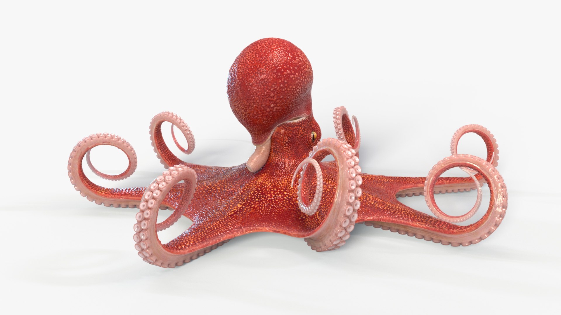 3D Octopus Animated Multicolor - TurboSquid 2221820