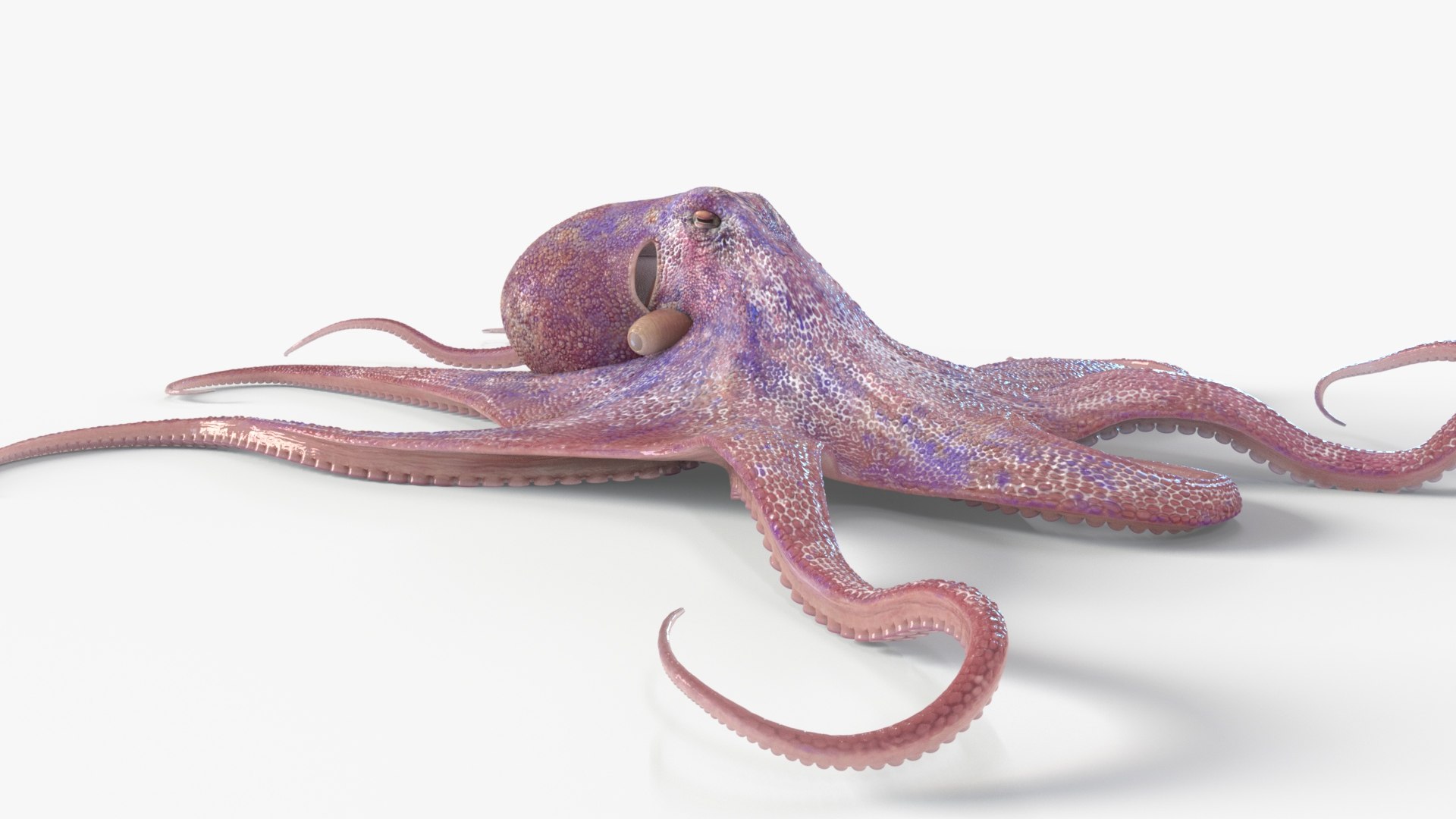 3D Octopus Animated Multicolor - TurboSquid 2221820