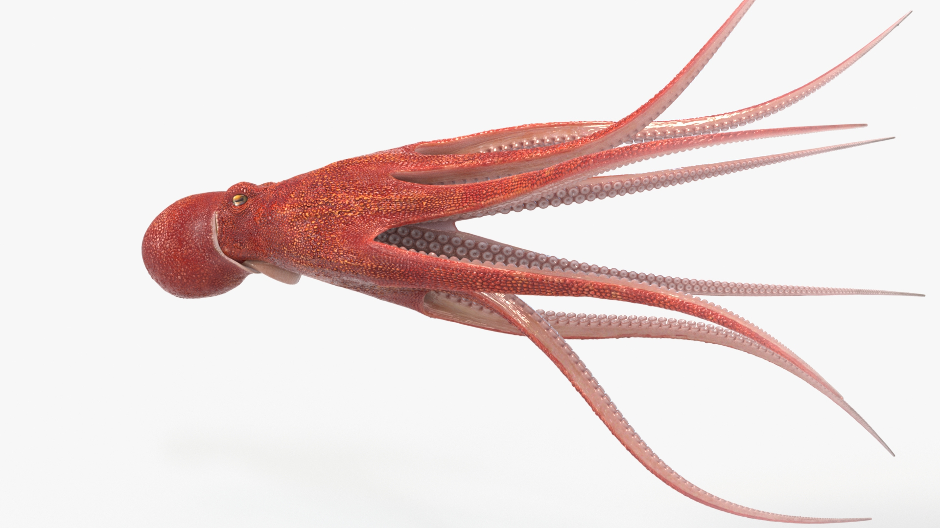 3D Octopus Animated Multicolor - TurboSquid 2221820