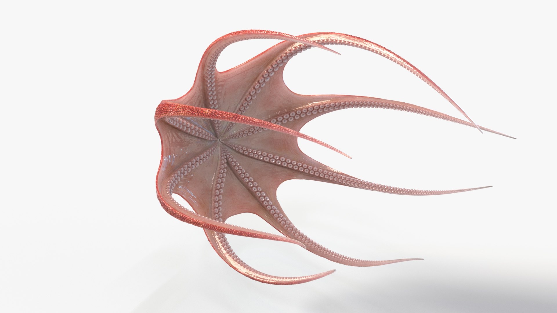 3D Octopus Animated Multicolor - TurboSquid 2221820
