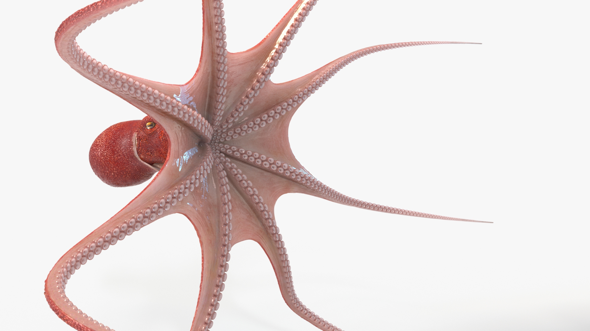 3D Octopus Animated Multicolor - TurboSquid 2221820