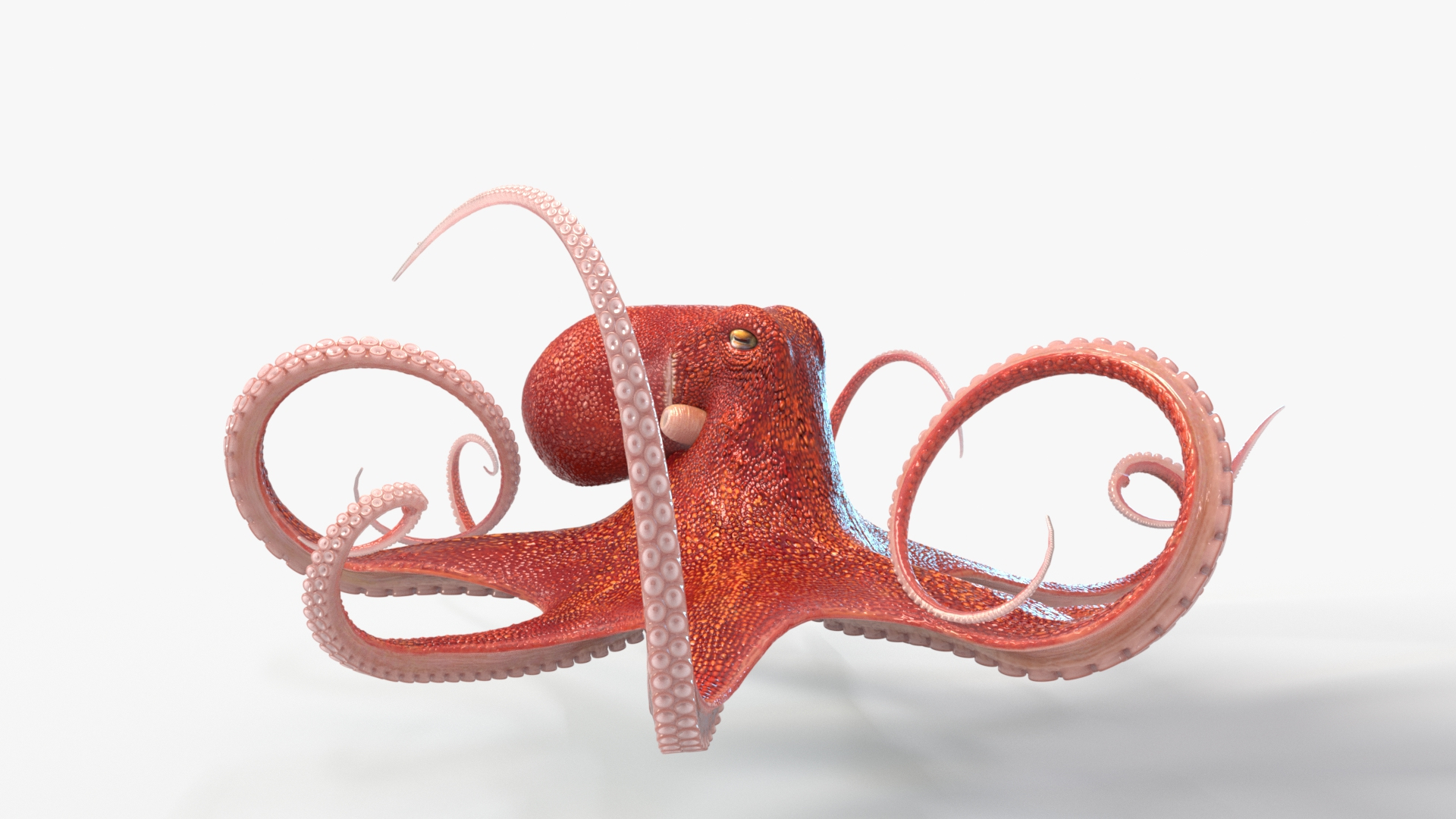 3D Octopus Animated Multicolor - TurboSquid 2221820