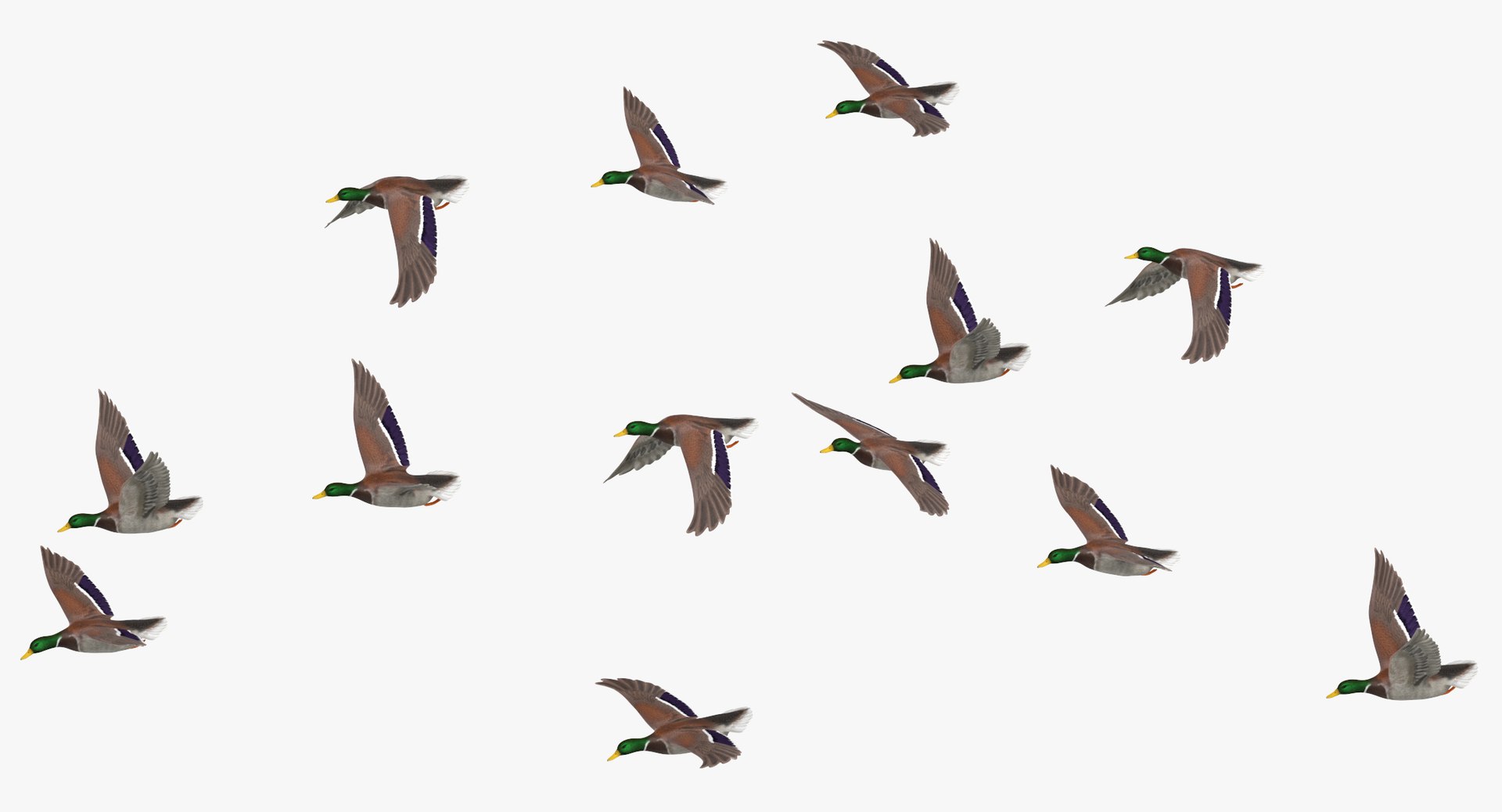 Small Flocks Ducks Flying Model - TurboSquid 1333185