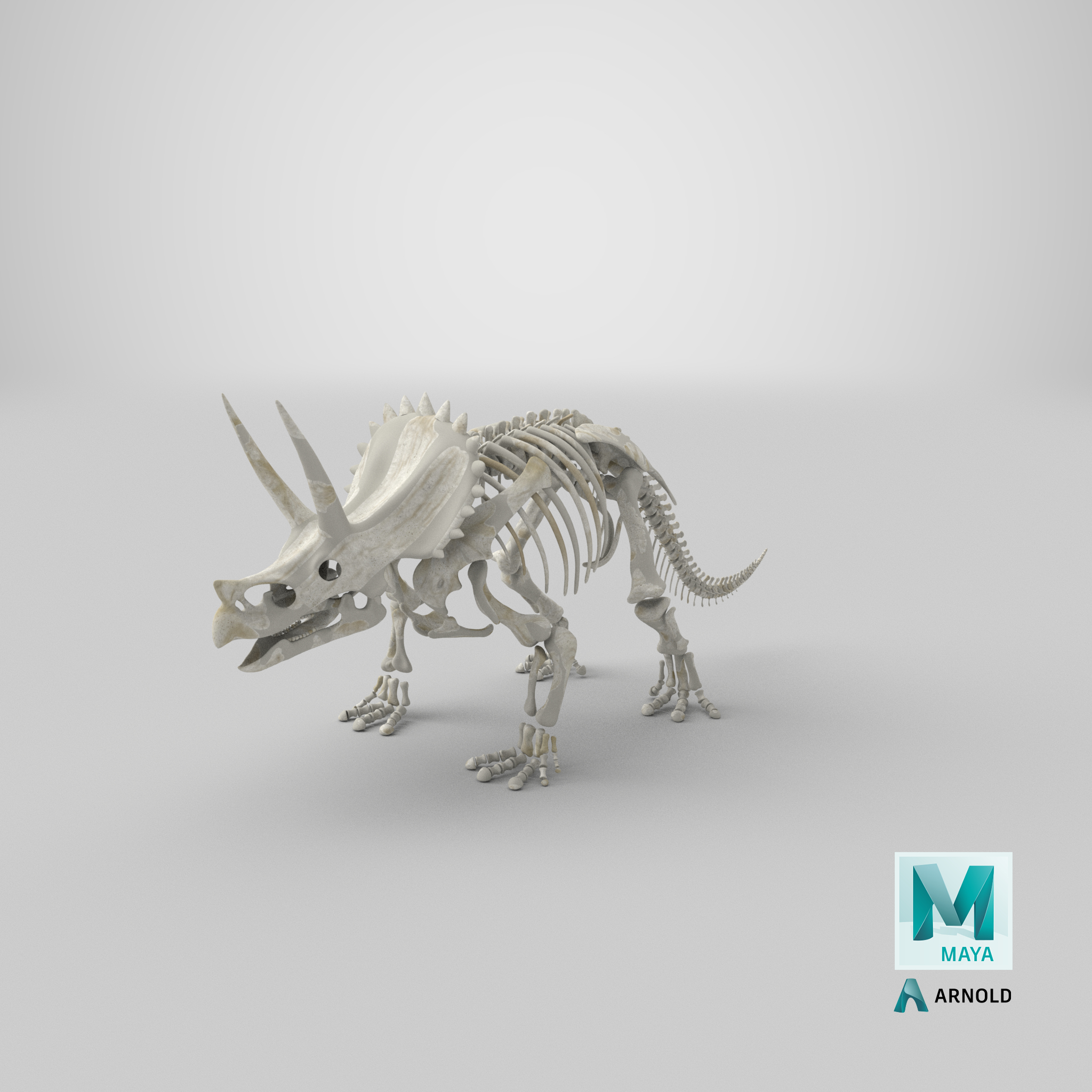 Triceratops skeleton 3D model - TurboSquid 1505921