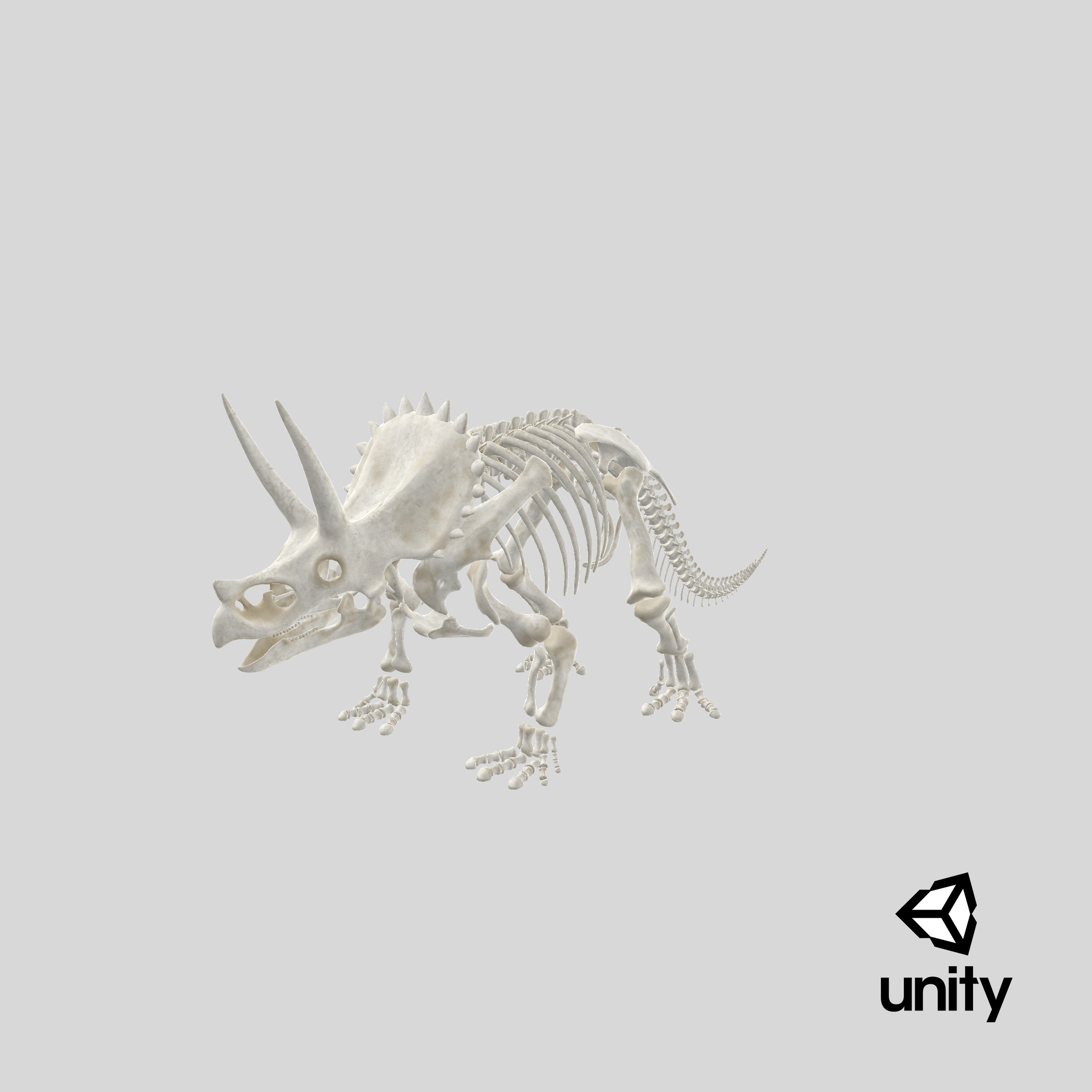 Triceratops skeleton 3D model - TurboSquid 1505921