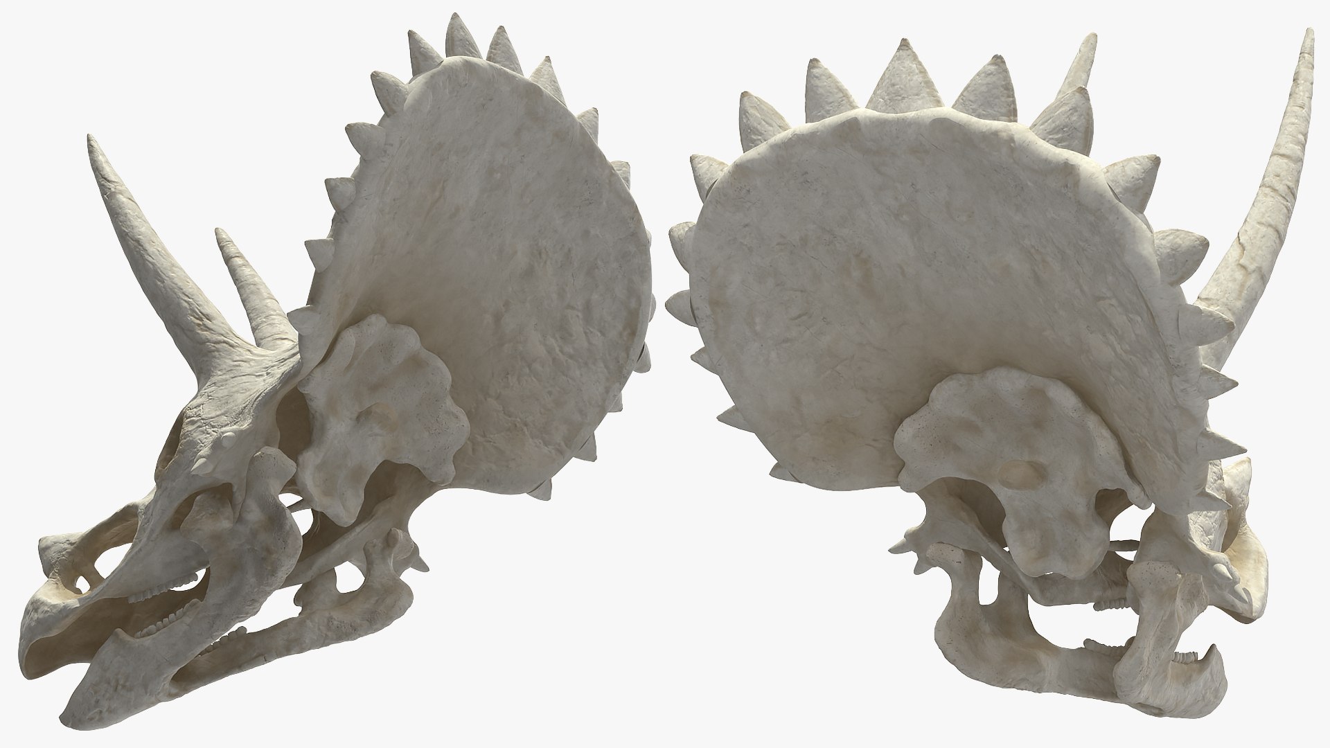 Triceratops skeleton 3D model - TurboSquid 1505921