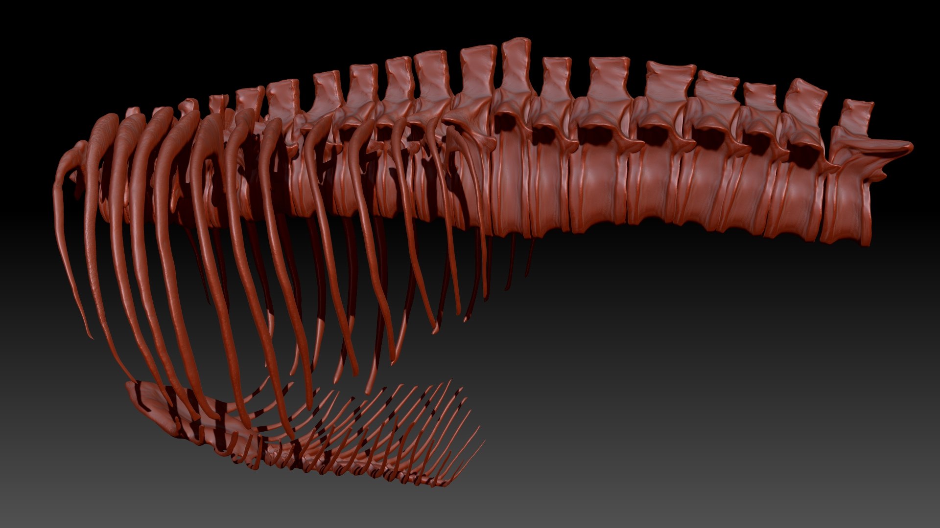 3D Trex Spine Rib Set - TurboSquid 1707496