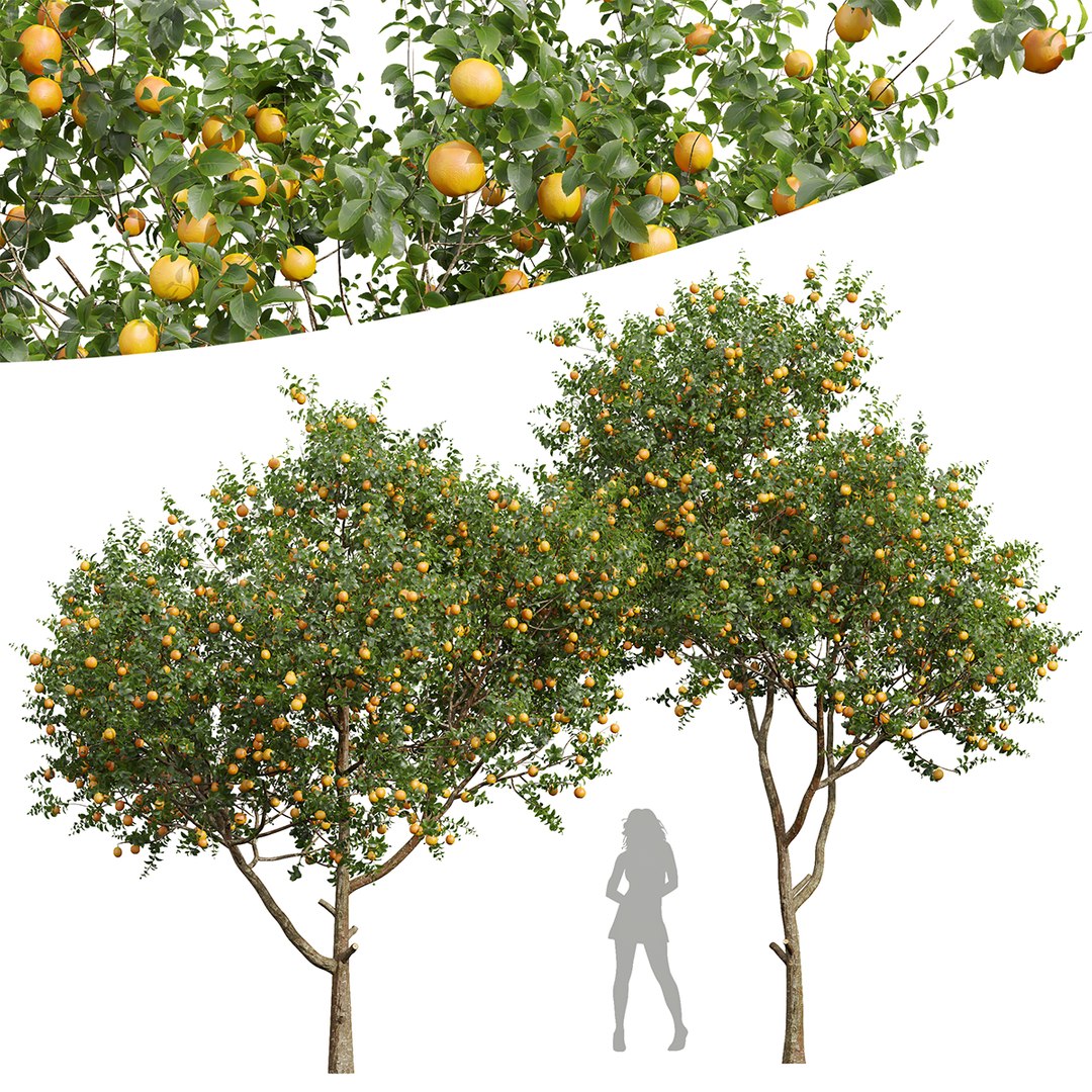 3D Model New Plant High Detail Citrus Sinensis Orange Arancio ...