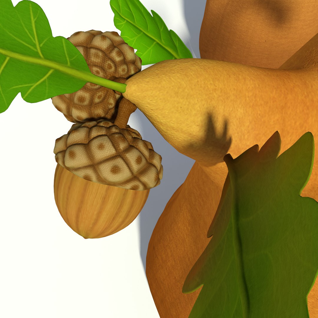 Cartoon Acorns Max