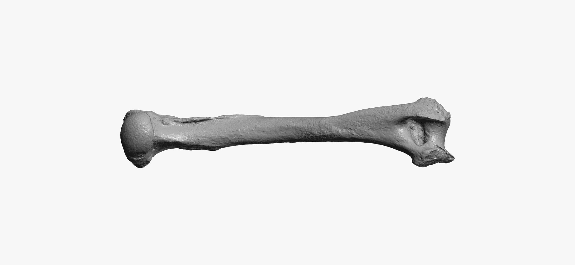 3D Pavian Monkey Male Humerus Bone 01 RAW Scan Model - TurboSquid 1715471