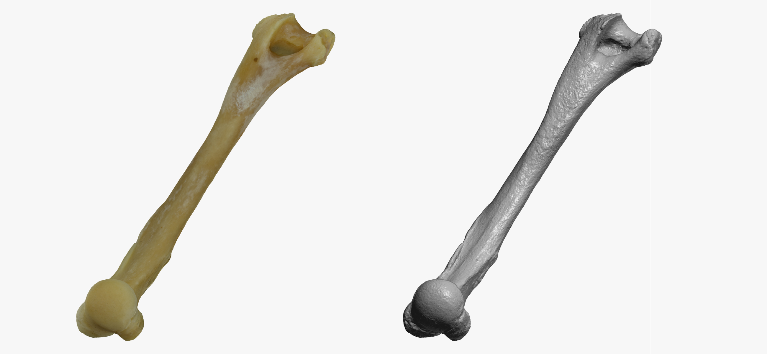3D Pavian Monkey Male Humerus Bone 01 RAW Scan model - TurboSquid 1715471
